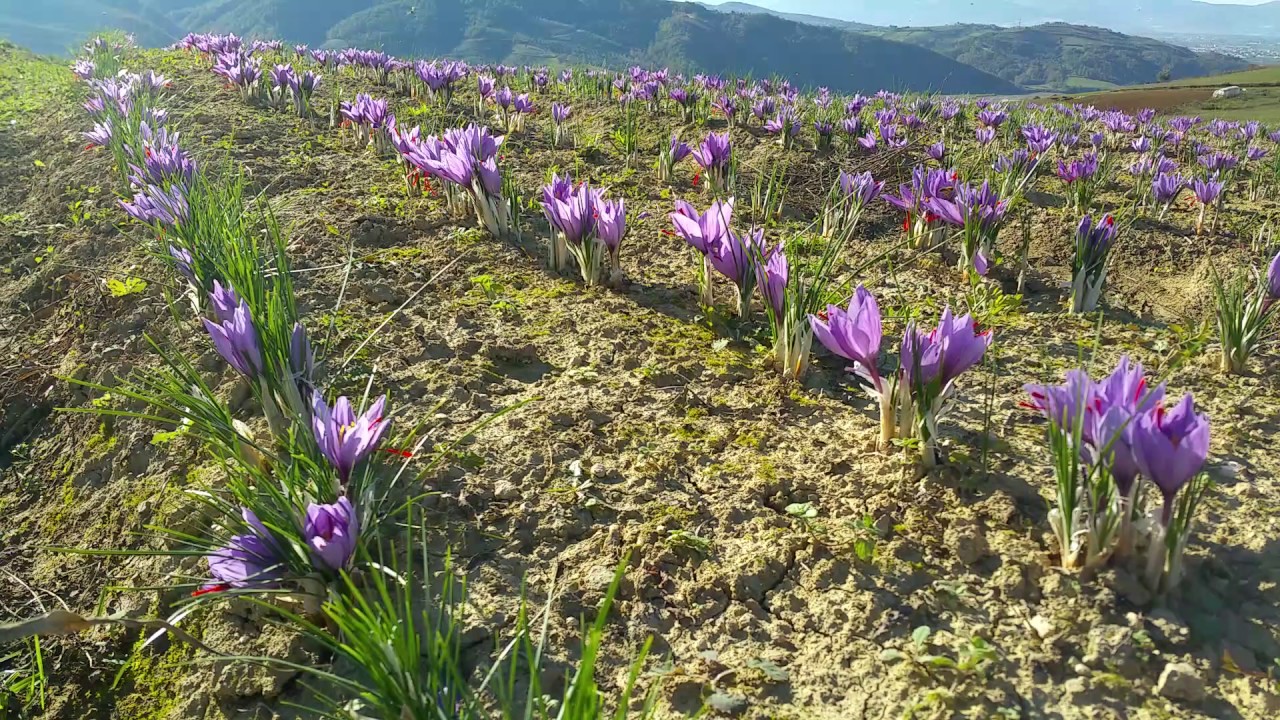 Albanian bio Shafran/Zafferano/saffron ottobre/2016 - YouTube