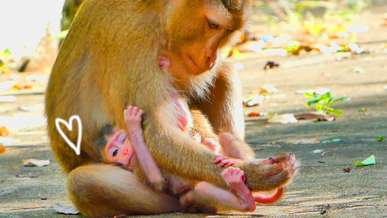 Semi-finals sleep...baby monkey SABA open one eye to see and one sleeping with good dream so ...