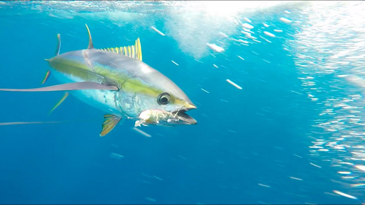 Rowley Shoals Fishing Adventure #2 - YouTube