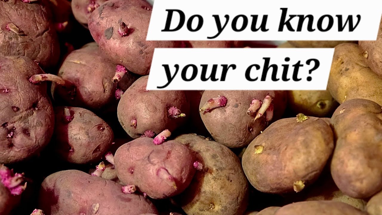 Chitting potatoes made easy for greater potato growth! - YouTube