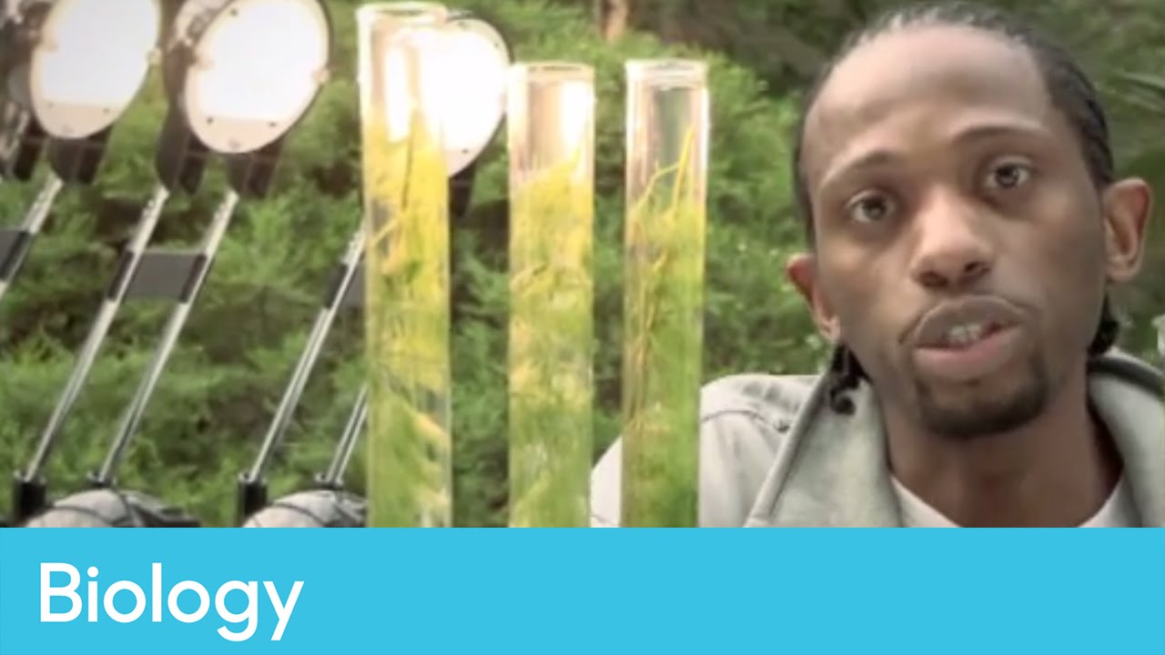 Jon Chase explores photosynthesis | Biology – Bitesize Science - YouTube