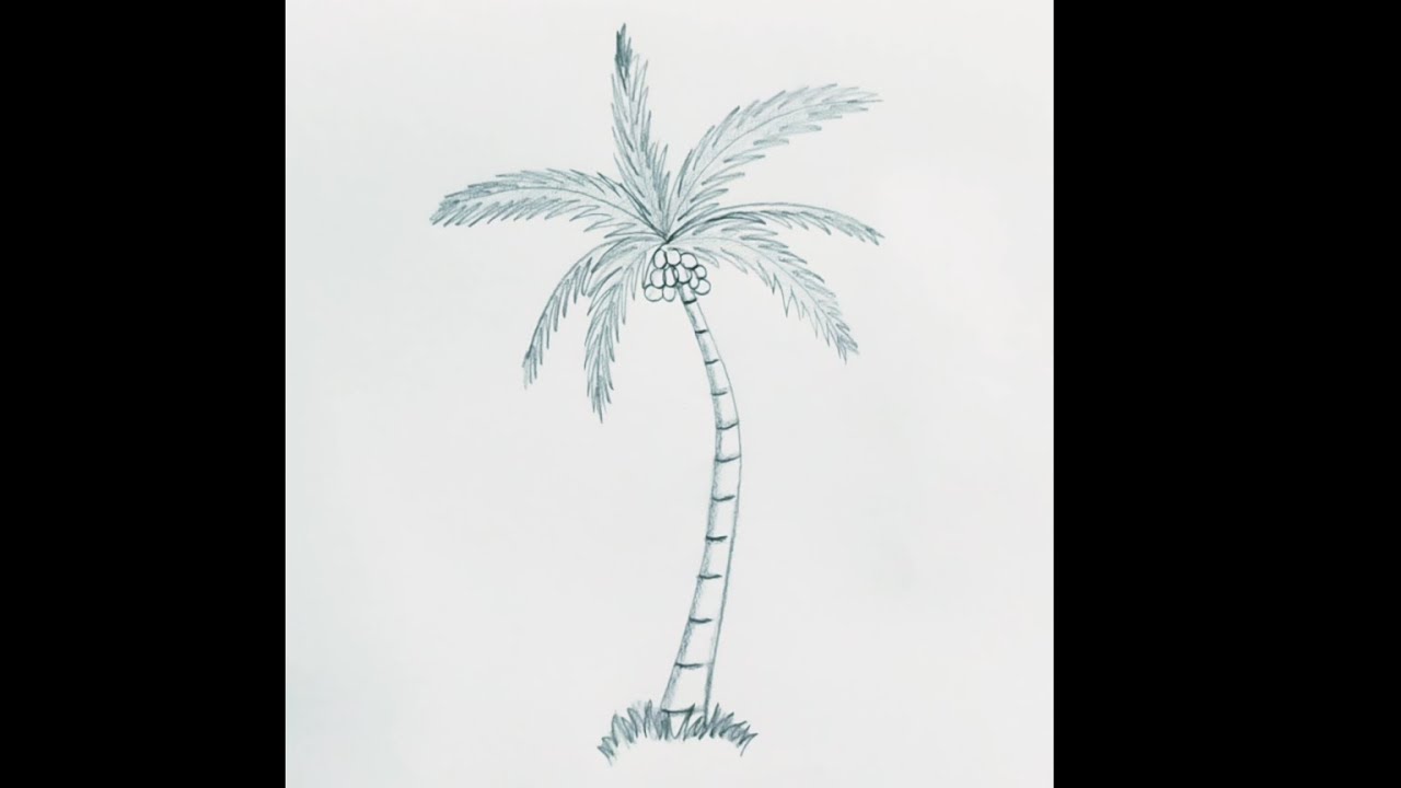 || Easy coconut tree drawing || How to draw coconut tree || for ...