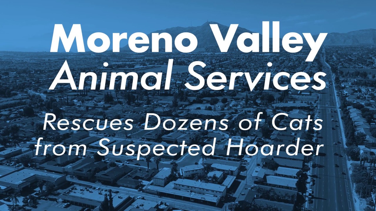 Moreno Valley Animal Services Rescues Cats from Suspected Hoarder - YouTube