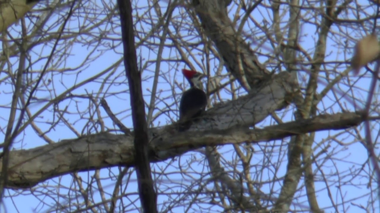 Jeff's bird video 2 2020 - YouTube