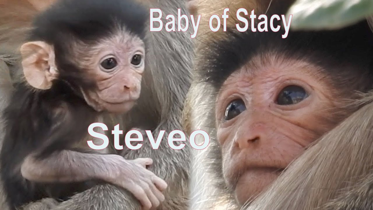 Newborn baby boy of Stacy look so cutest and healthy,Baby Steveo active ...