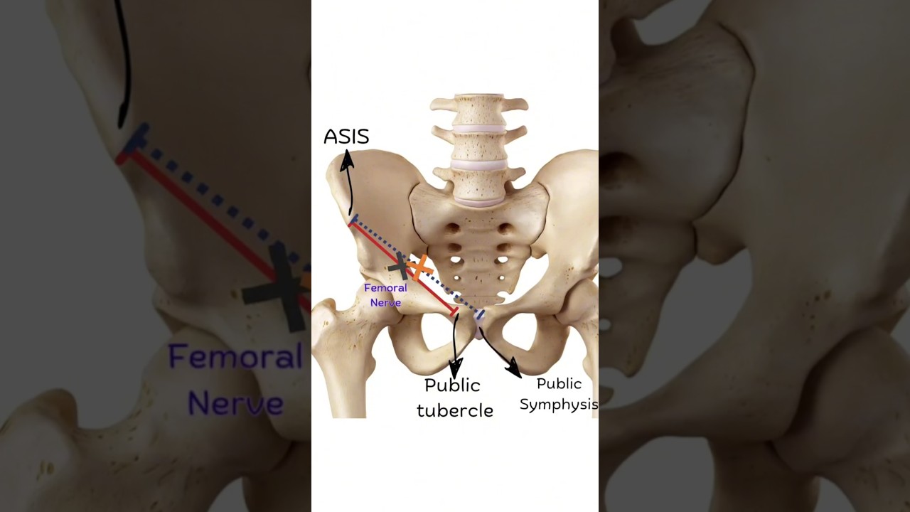 What Is Mid Inguinal Point