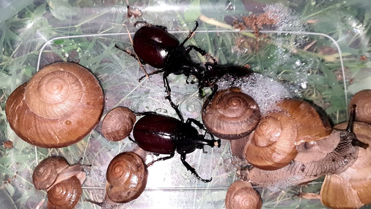 Beetle Snail and frog live together at the midnight . - YouTube