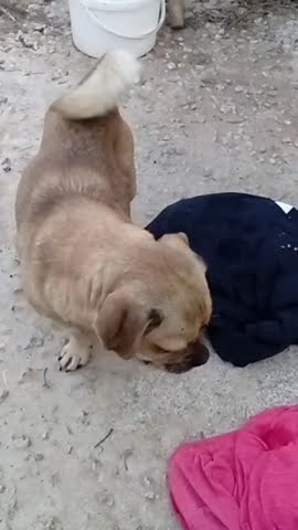 7 year old Pepi dog waggy #cyprus#limassol - YouTube