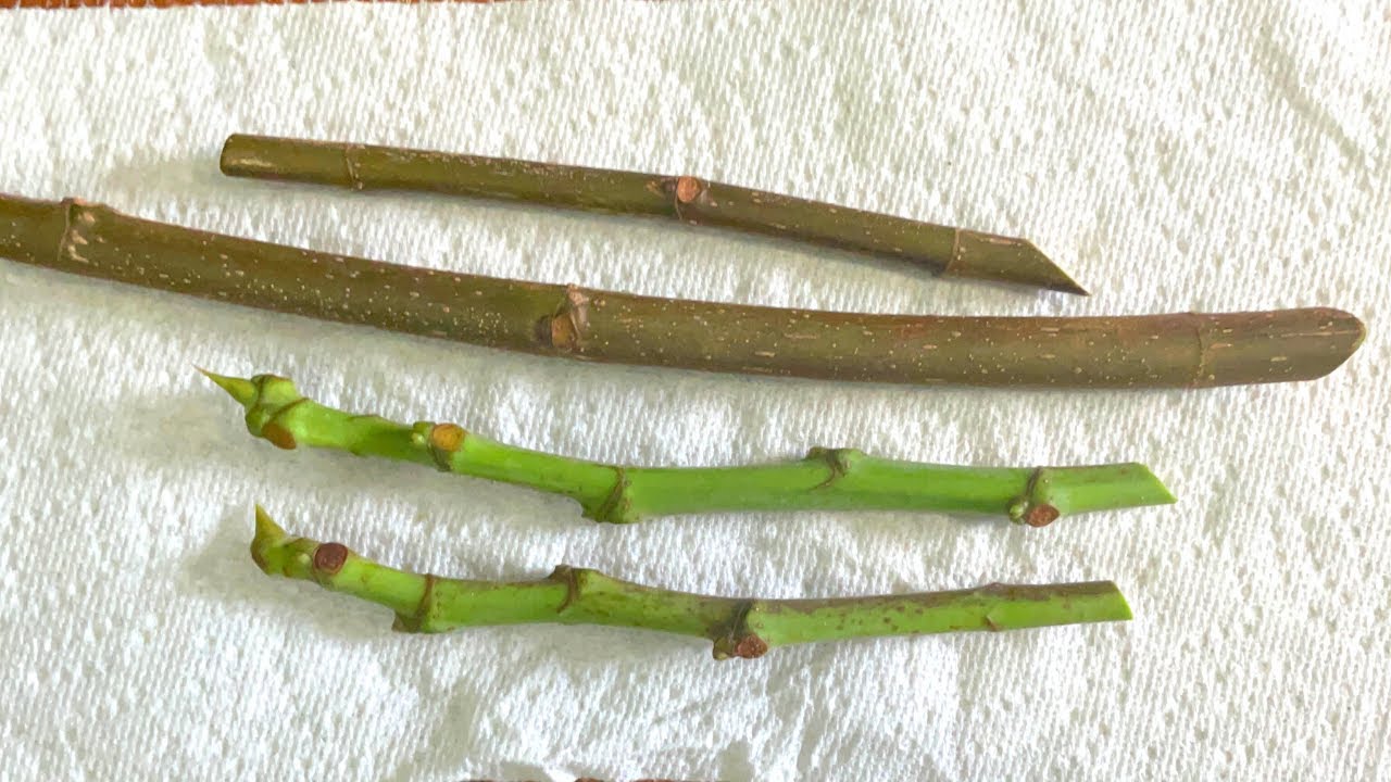Fig Cuttings Made Easy: How to Take the Perfect Cuttings for ...