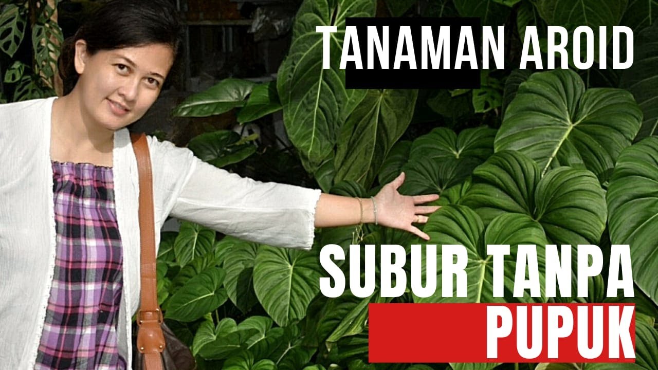 TANAMAN AROID TERLENGKAP || RARE PLANTS - YouTube