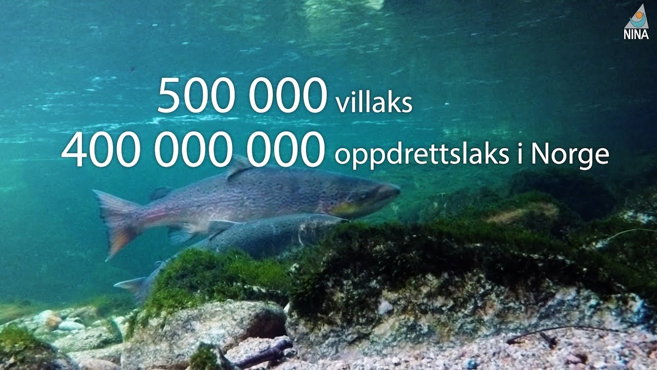 Villaks - elvas konge - YouTube