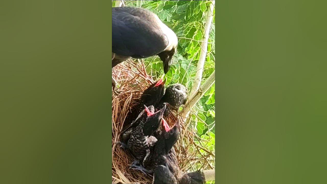 Crow Feeding Cuckoo Babies - YouTube