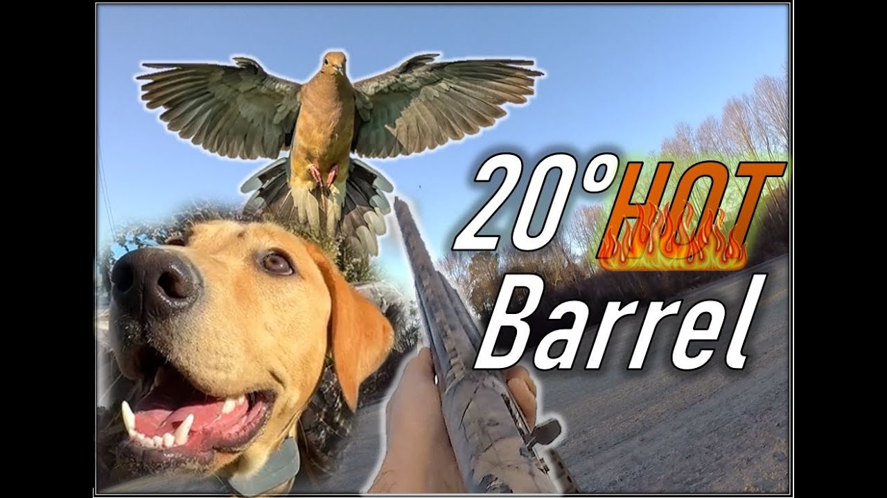We DOVE HUNTED in 20 Degrees | NC Hot Barrell Dove Hunting - YouTube