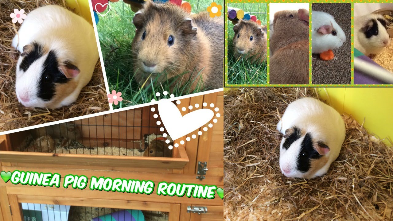 💚Guinea pig morning routine💚 - YouTube