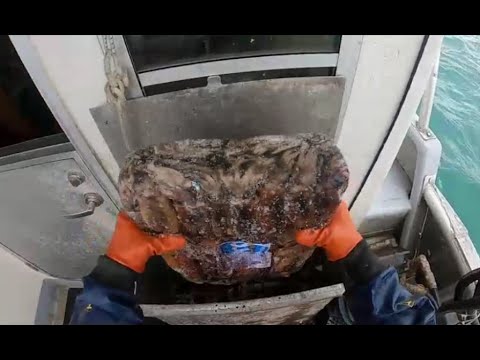 (2024) Dungeness Crab Fishing. Auto Bait Chopper. Every Crab Boat needs ...