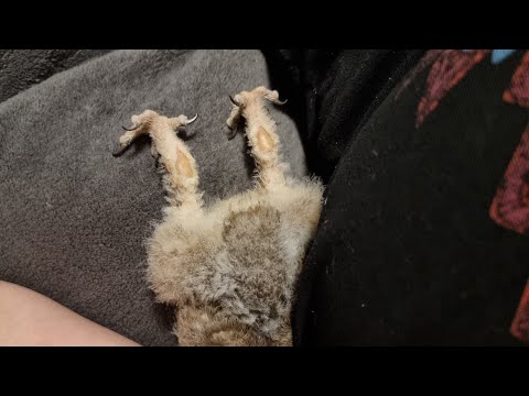 Грустненько? Починим! А мимиметры сломаем. Совёнок Лучик спит, не шумите