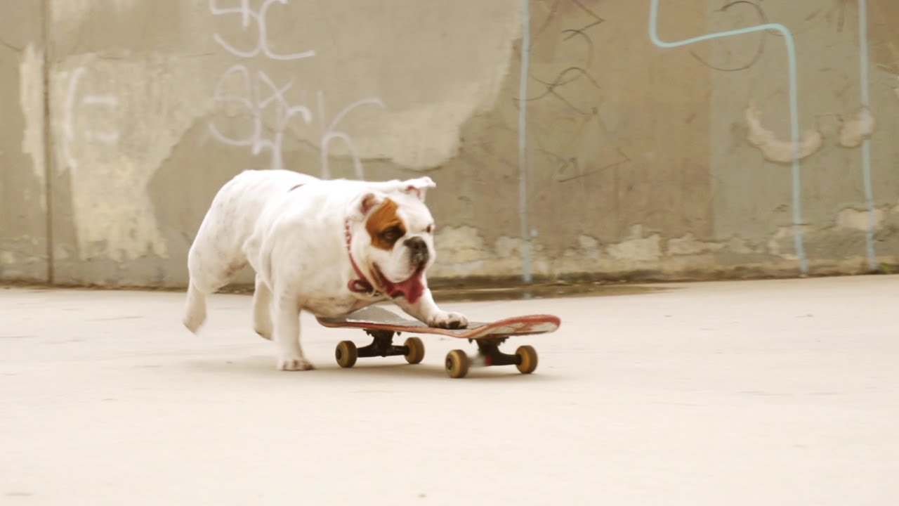 Bulldog Riding Skateboard YouTube | Pet Walk Event - YouTube