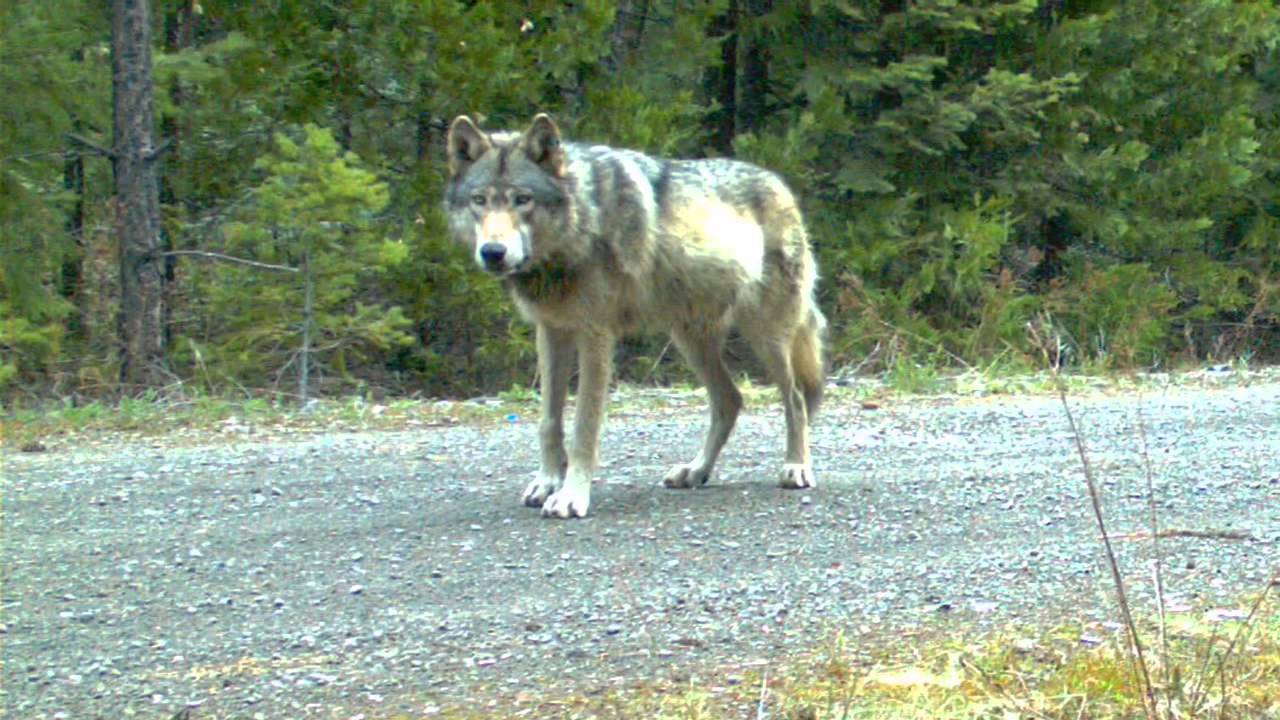 Wolves return to California - YouTube