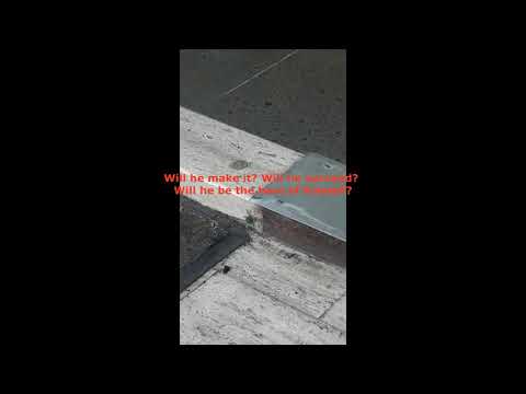 Amateur Real Funny Video Record Of Brown Marmorated Sting Bug Trying Its Best To Climb