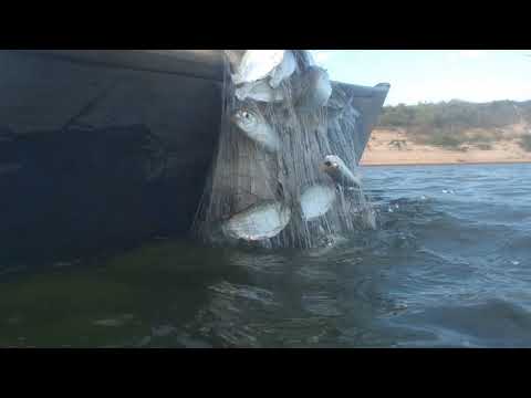 Pesca de branquinha no Rio Tocantins