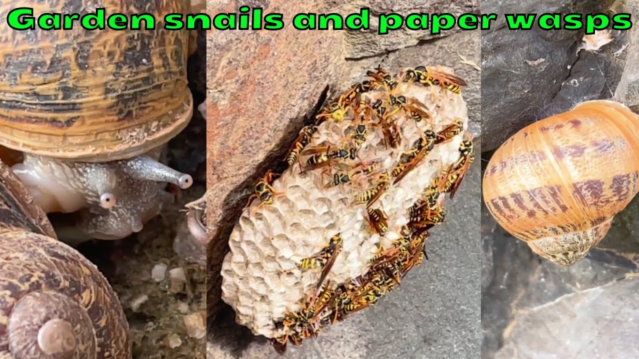 Garden snails and Asian paper wasp nests - YouTube