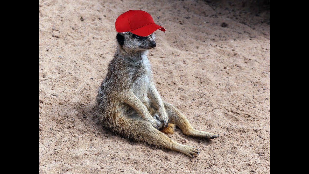 Sammy Suricate - All levels - 15:19 - YouTube