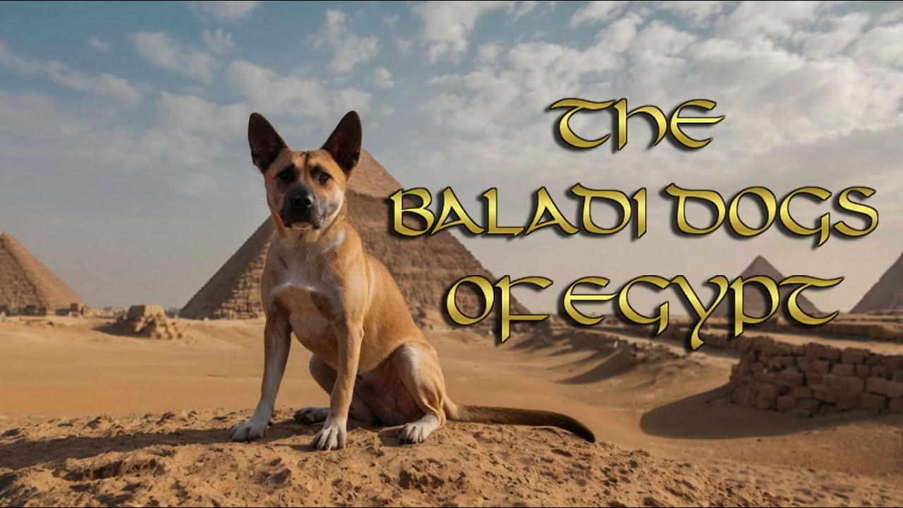 Baladi Dogs and Egypt's Pyramids: The Modern Guardians of an Ancient ...