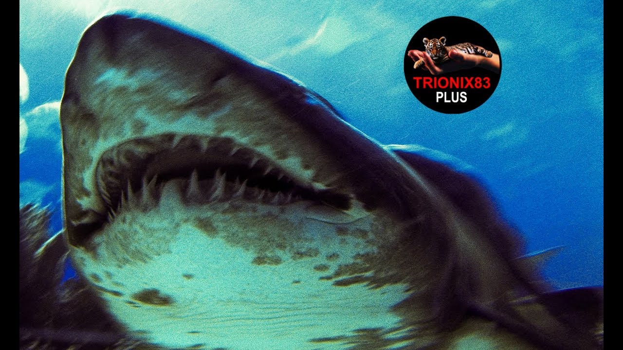 El tiburon Megalodon mas grande del mundo – TIBURON MEGALODON GIGANTE ...
