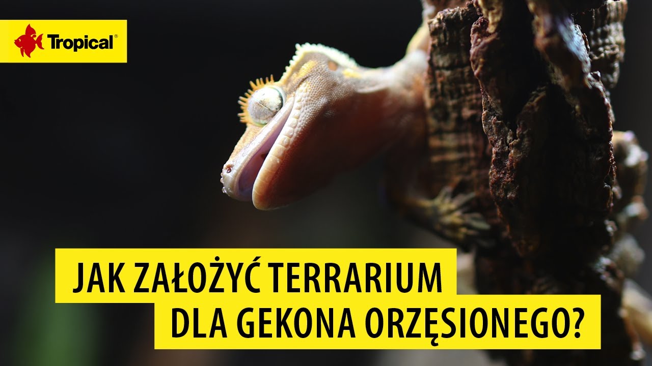 Jak założyć terrarium dla gekona orzęsionego? How to set up a terrarium ...