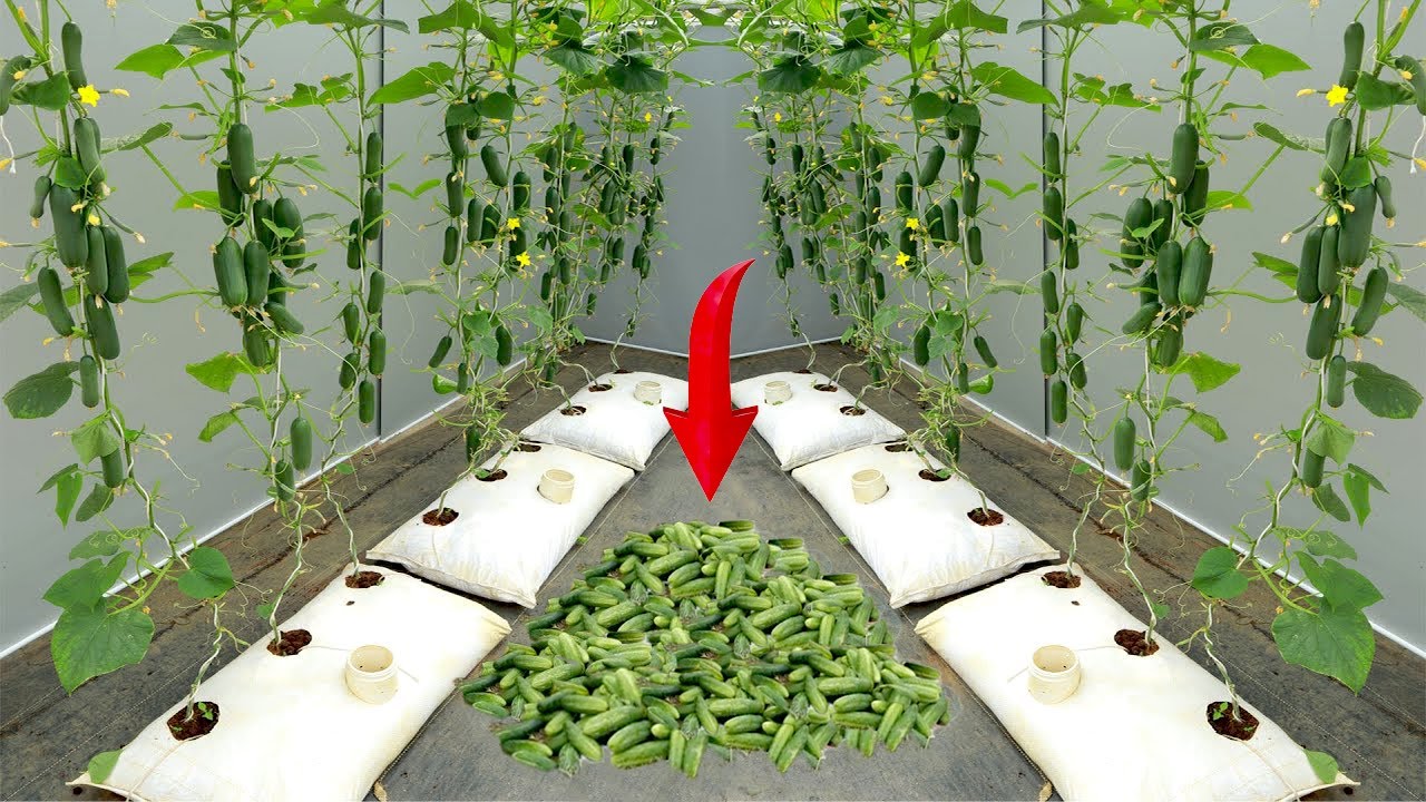 My technique of growing cucumbers has a lot of fruit because I apply ...