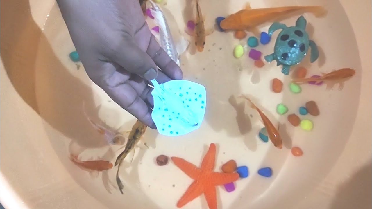 fishes from ballons, Ornamental star fish, Ornamental Tortoise ...