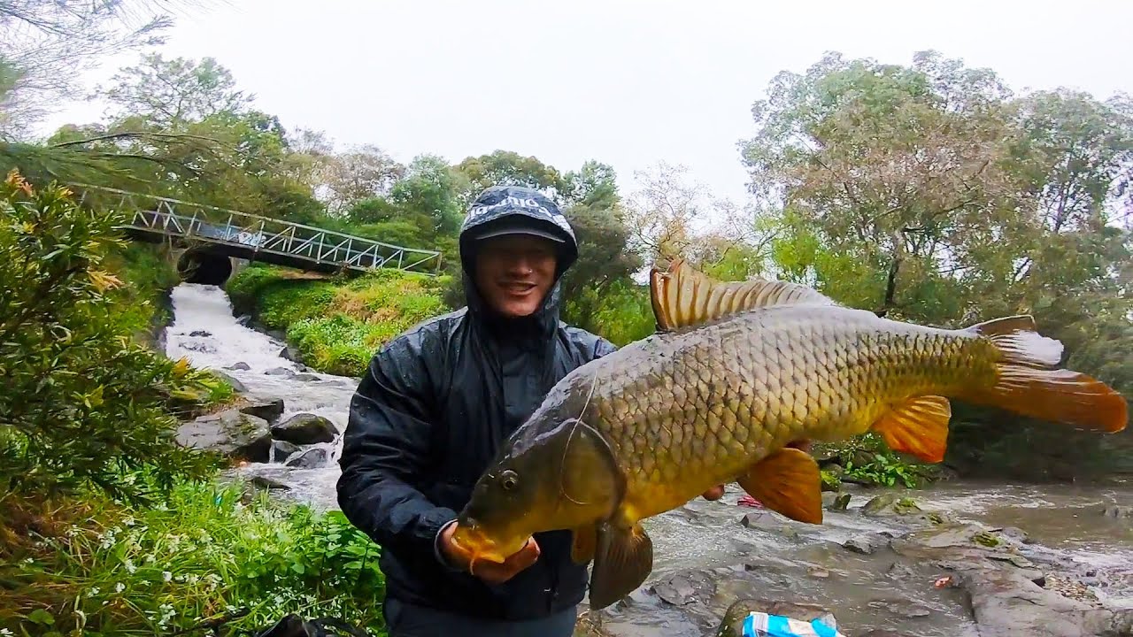 The BIGGEST Fish Caught in Urban Areas You Won't Believe! - YouTube