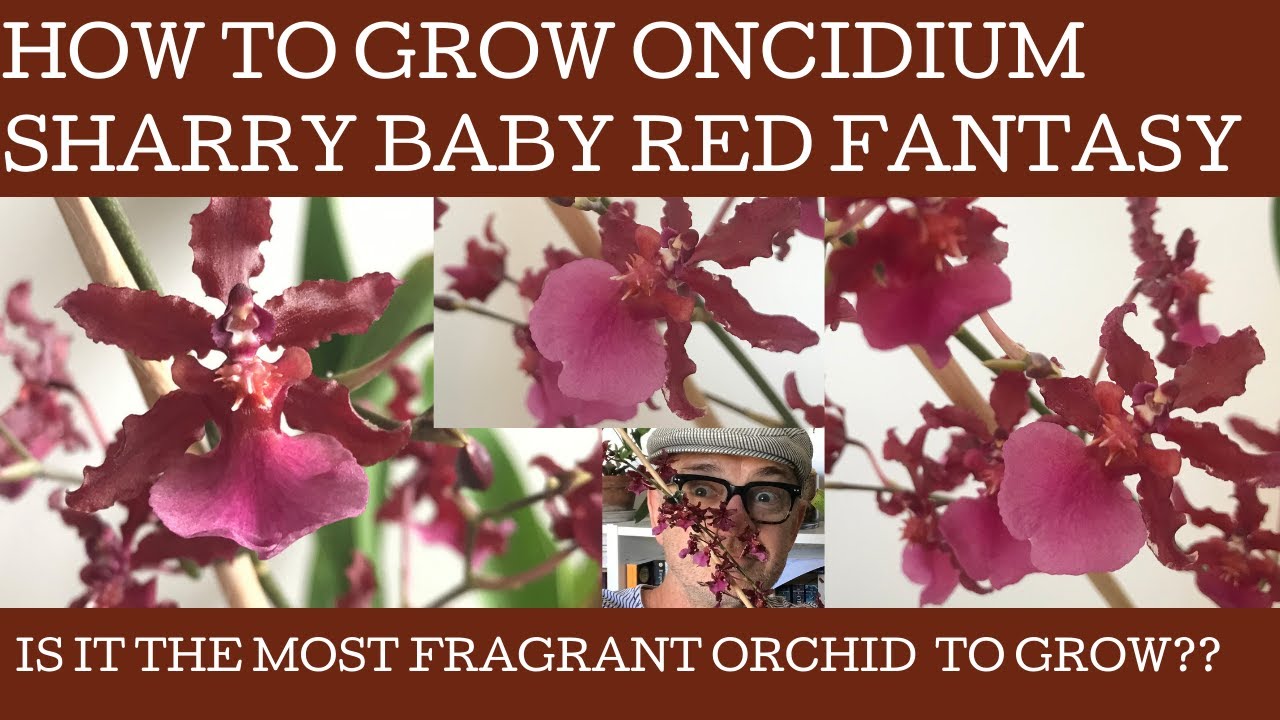How to grow and care for Oncidium sharry baby "Red Fantasy" orchid ...