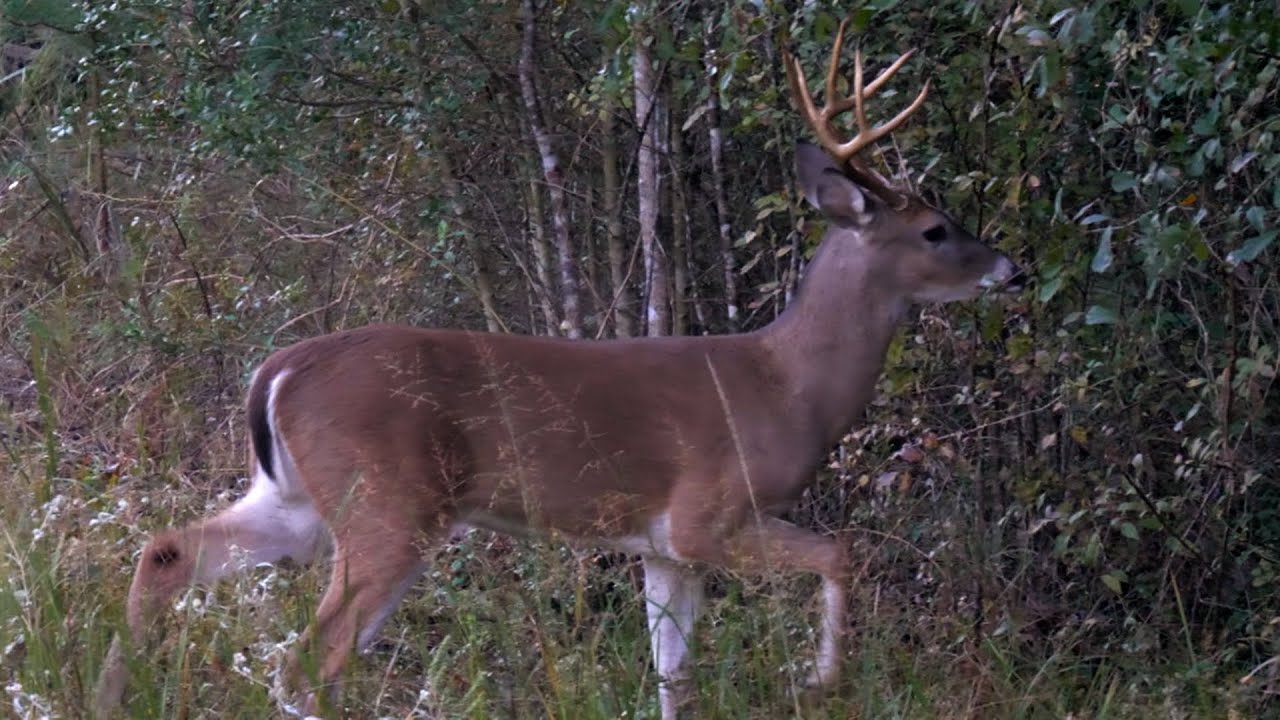 8 point Buck with kicker, GH5 - East Texas, Montgomery County, 2019 ...