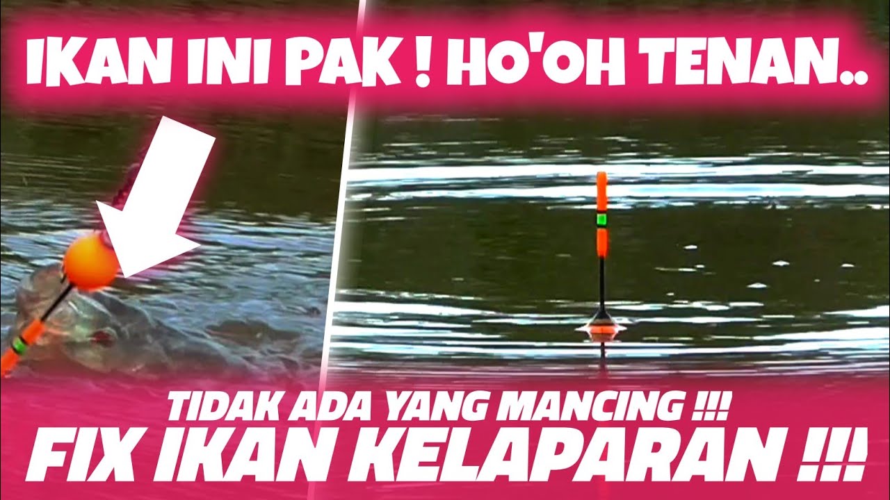 ISTILAH KATA‼️Ikan kelaparan | Mancing nila | Mancing nila liar ...