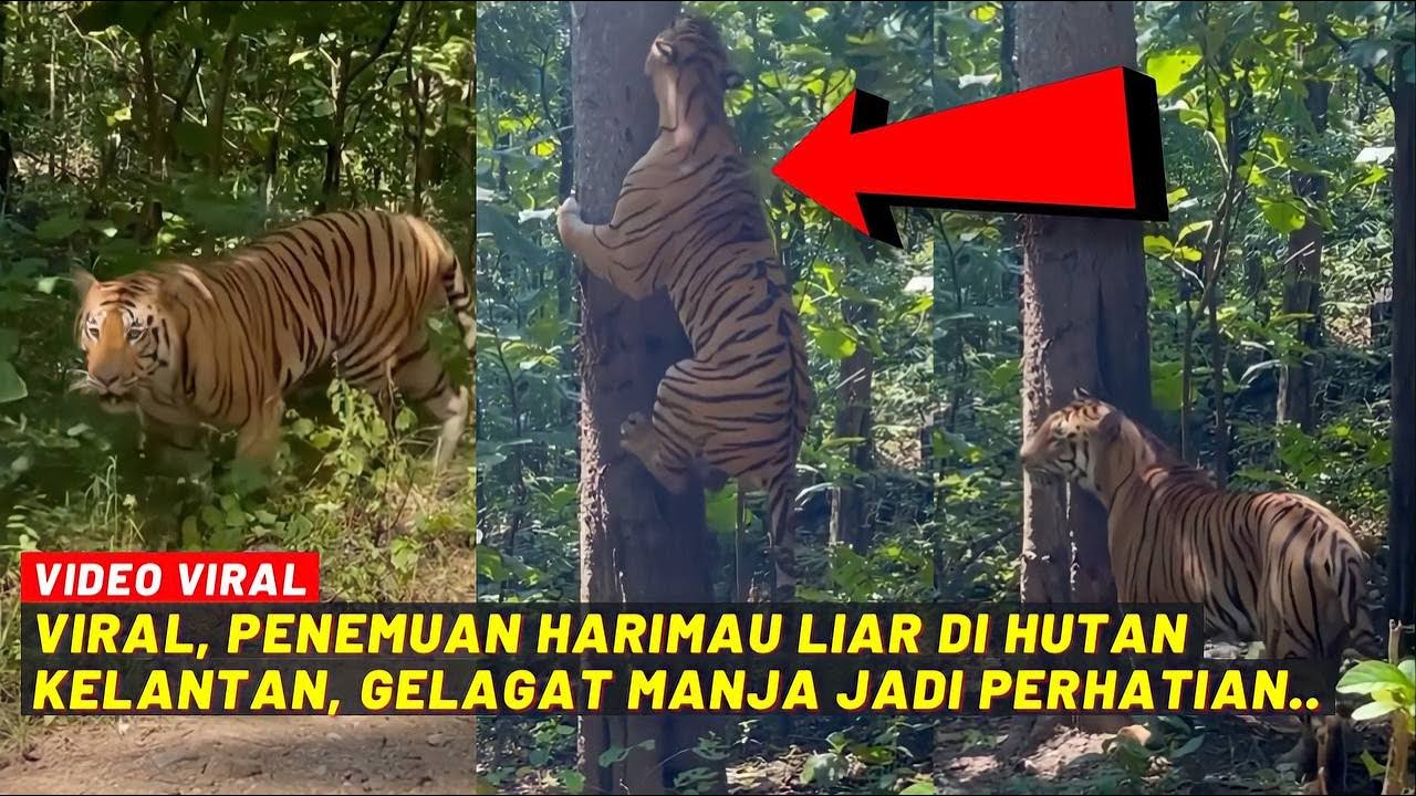 VIRAL, PENEMUAN HARIMAU LIAR DI HUTAN KELANTAN, GELAGAT MANJA JADI ...