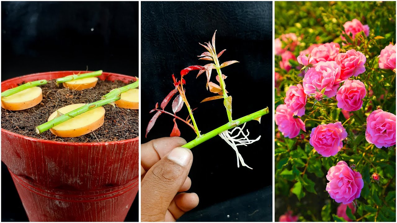 How to grow rose plant at home from cutting || Best & easy method for ...