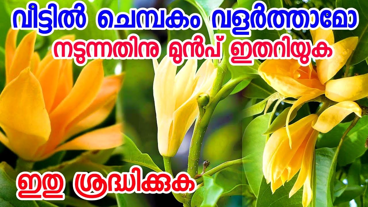 വീട്ടിൽ ചെമ്പകം നട്ടിട്ടുള്ളവർ ഇതു ശ്രദ്ധിക്കുക|chembakam malayalam ...
