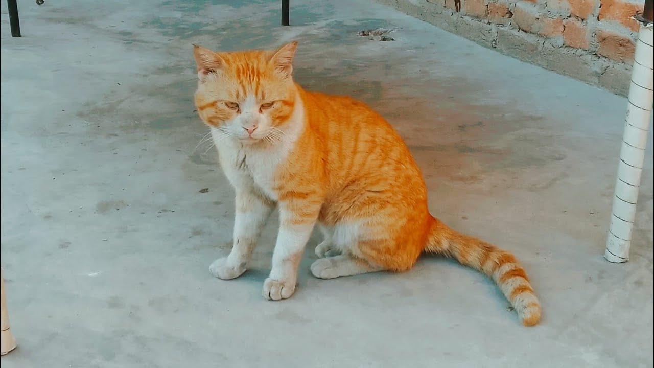 cat come here house in search of food - YouTube