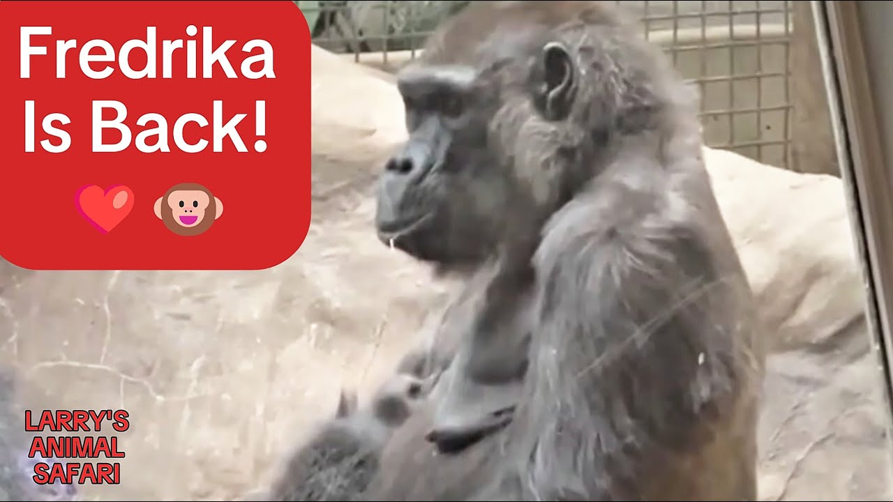 Adorable baby gorilla Kayembe (2023) – Video #46: Fredrika returns ...