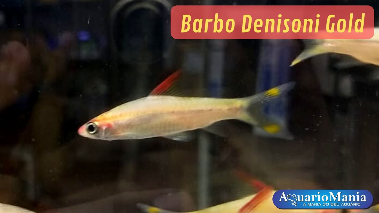 Barbo Denisoni Gold, disponíveis pra VENDA, Link na descrição! - YouTube
