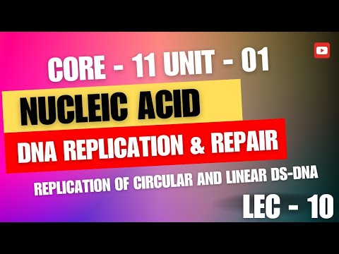Replication of Circular and Linear ds-DNA || LEC - 10 - YouTube