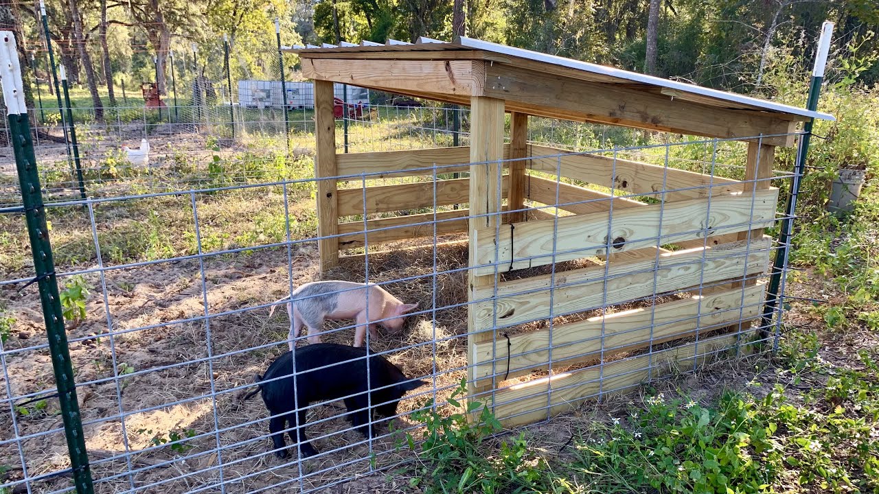 Building a small stable from scratch, new baby animals! - YouTube
