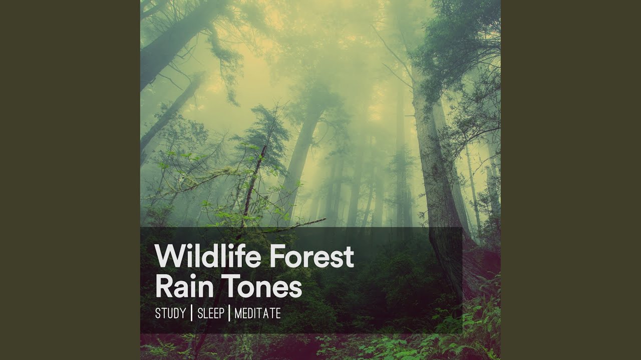 Mystic Forest Tones - YouTube