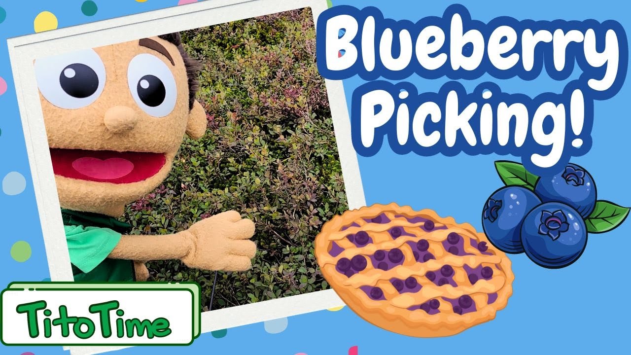 Alaskan Blueberry Picking Adventure| Puppets Pick Blueberries | Videos ...