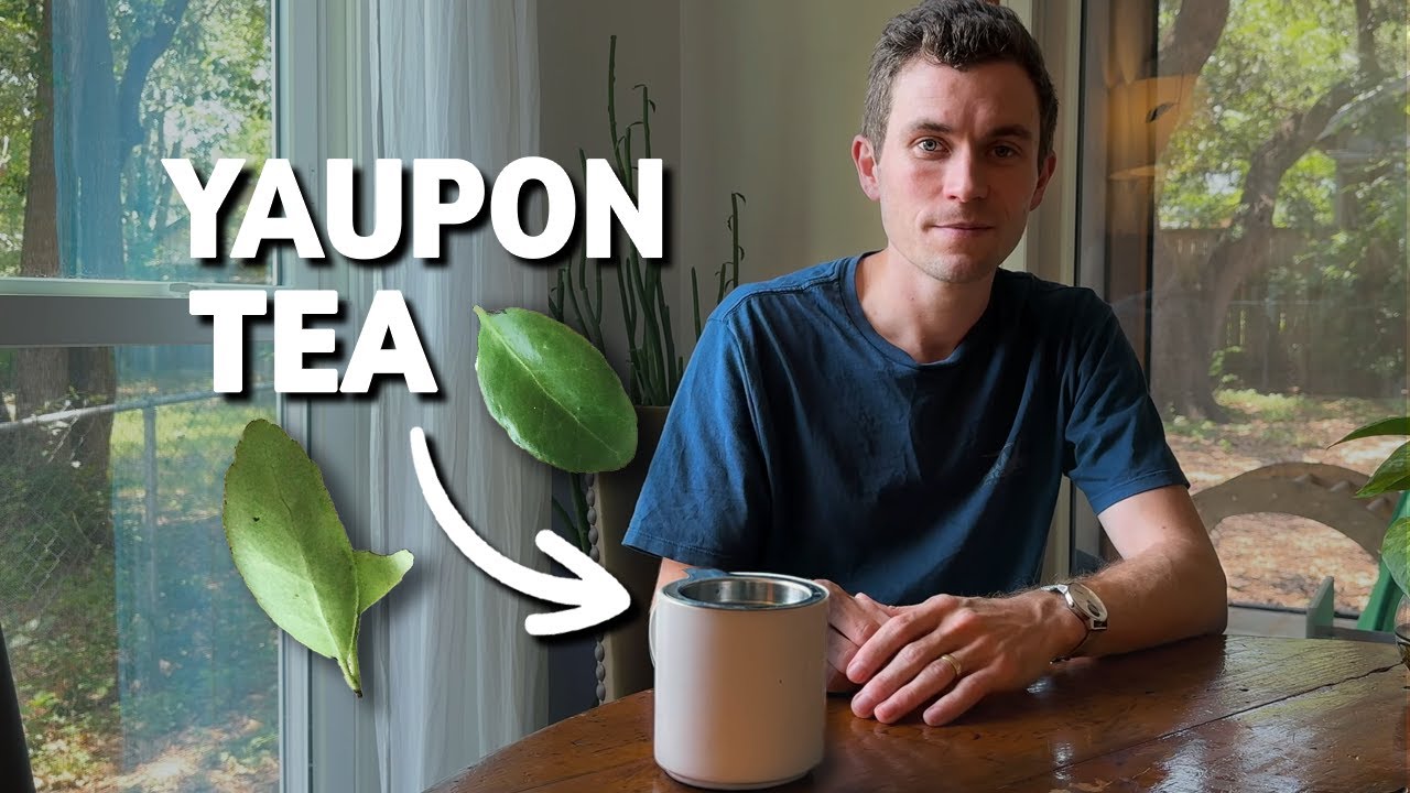 How to Harvest & Brew Yaupon Tea (The Only Caffeinated Plant Native to ...