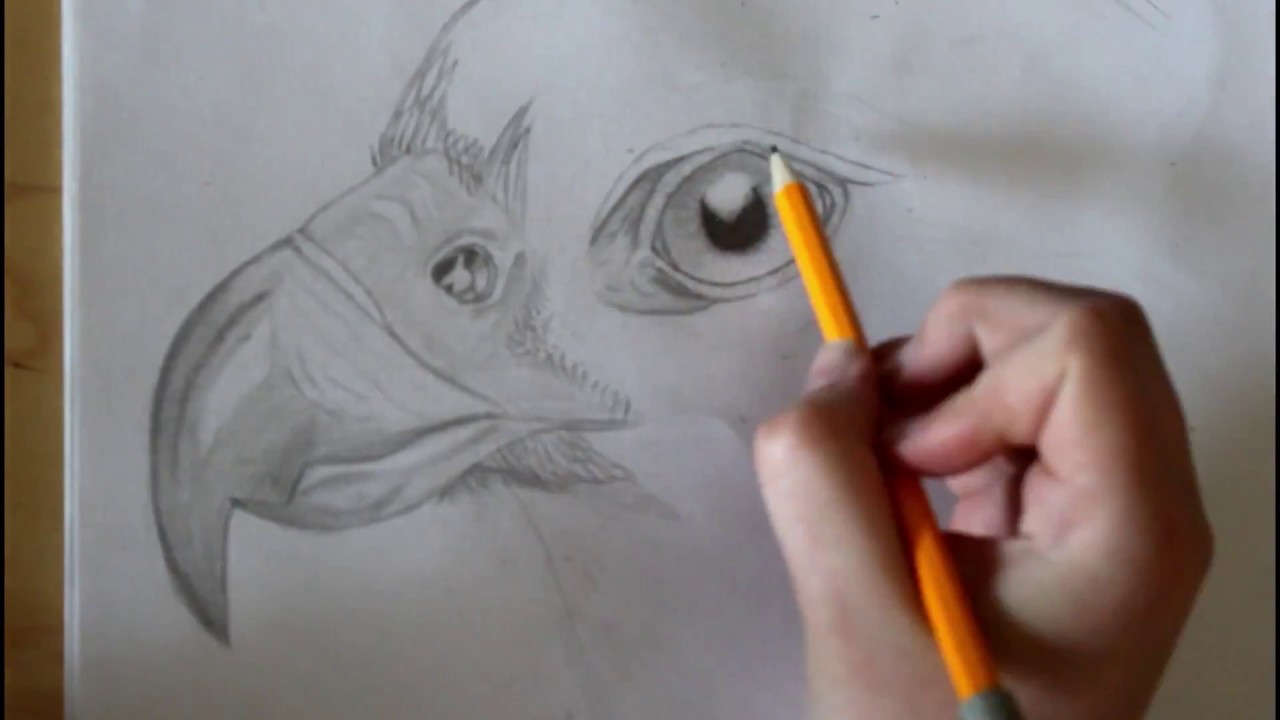How to draw a realistic falcon - YouTube