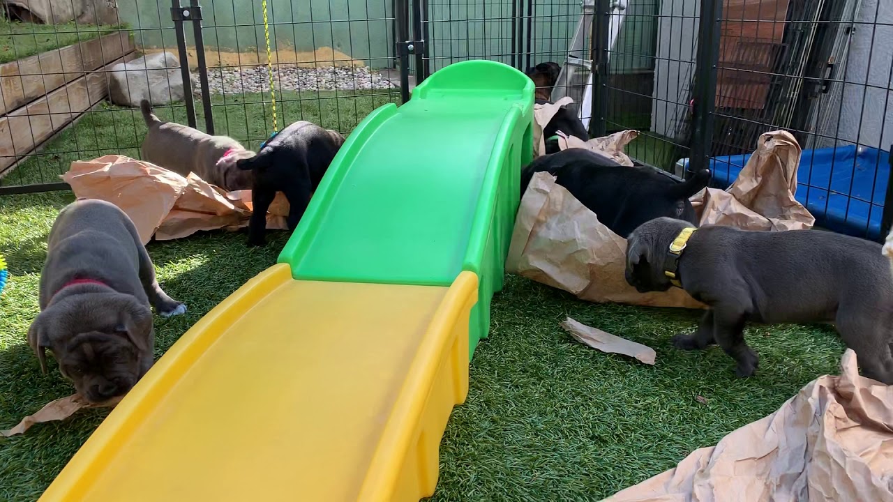 Cane Corso puppy play - YouTube