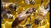 KEZAKO: Comment les abeilles fabriquent-elles du miel? - YouTube