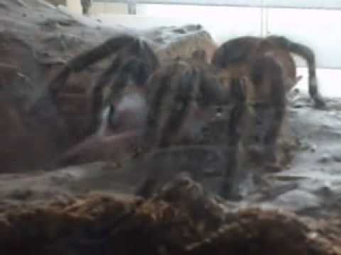 Giant Spider eats mouse - YouTube